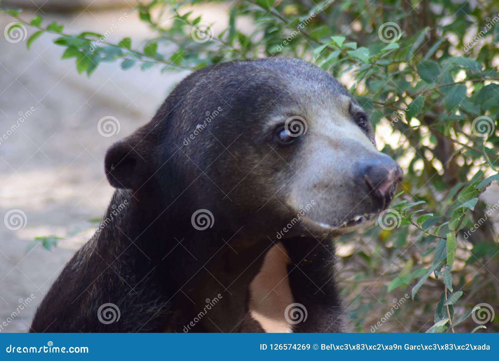 Baribal bear stock image. Image of typical, black, hybrid - 126574269