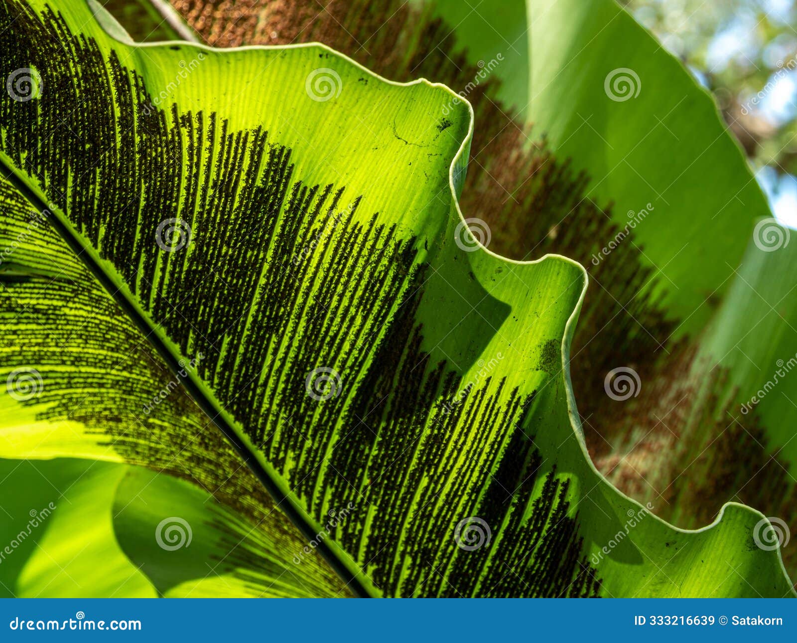 Some Spores Texture on the Back of Fern Leaf Stock Image - Image of ...