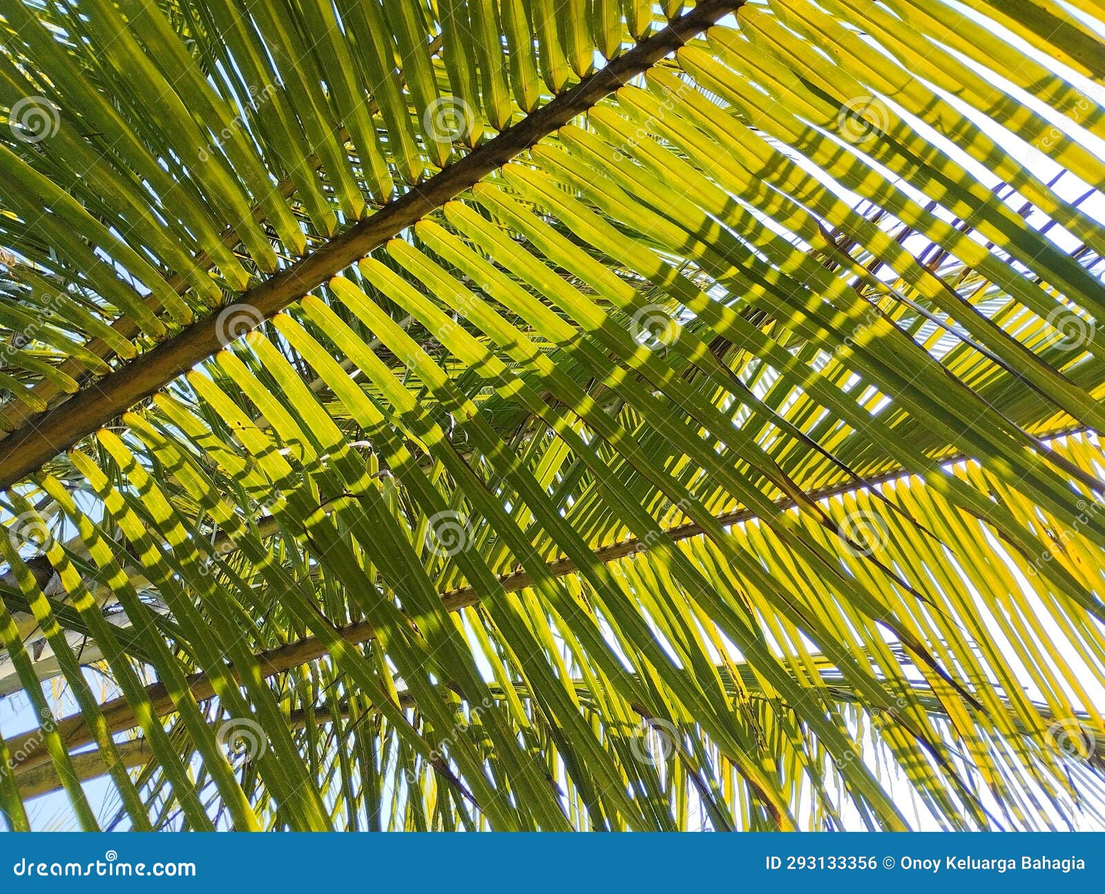 Some Stems and Leaves from Coconut Trees Stock Photo - Image of yellow ...