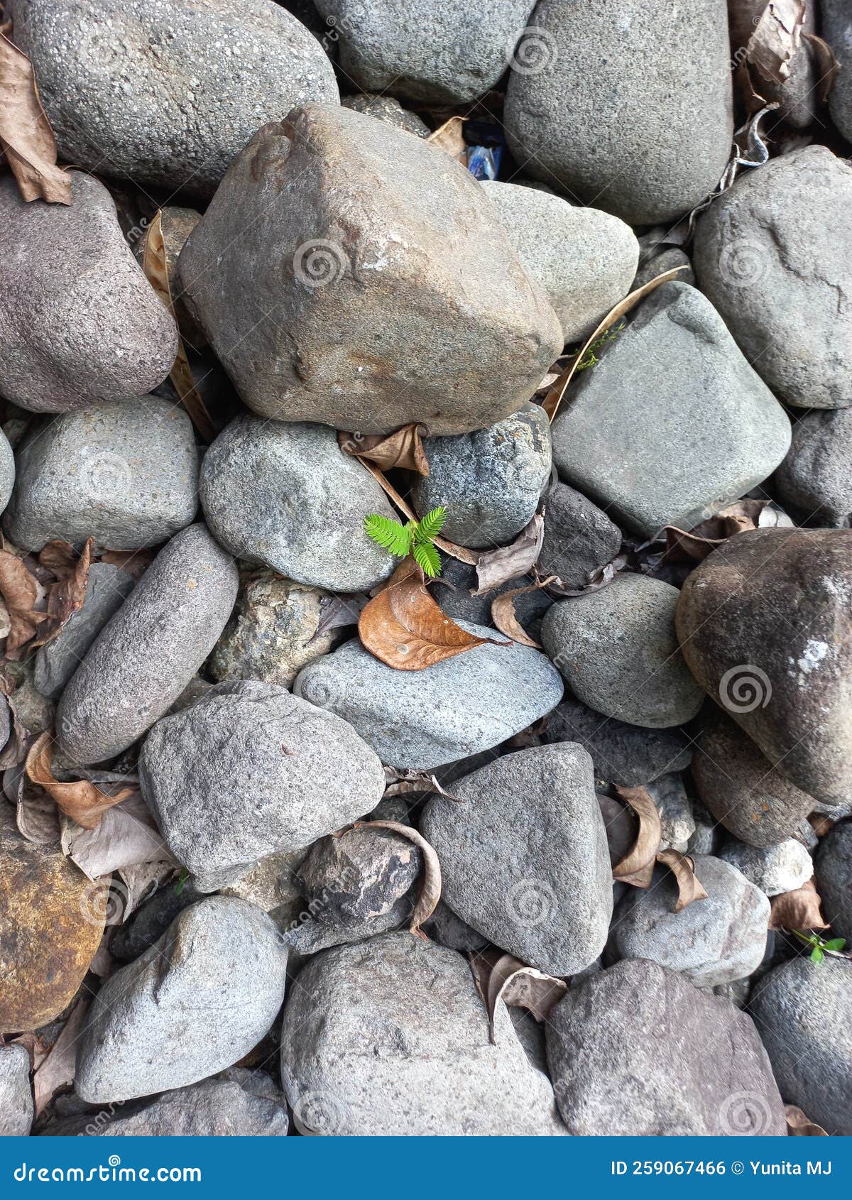 Some Stone and Rocks on the Same Place Stock Photo - Image of soil ...