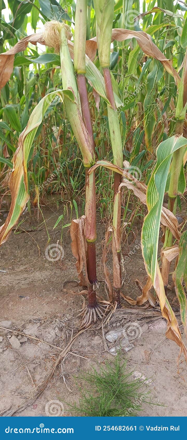 Roots of corn stock image. Image of leaf, strong, fruit - 254682661