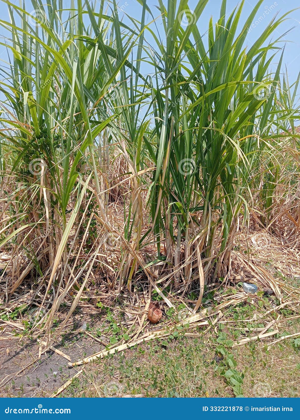 Some Sugar Cane Trees Dry Out in the Dry Season Stock Photo - Image of ...