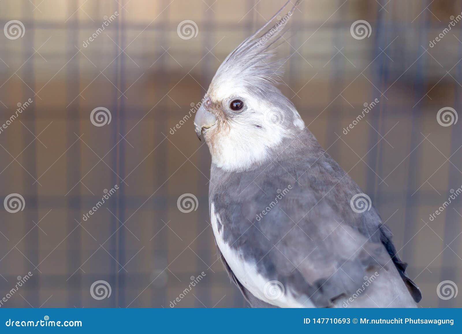 Tiya Birds Stock Photos - Free & Royalty-Free Stock Photos from Dreamstime