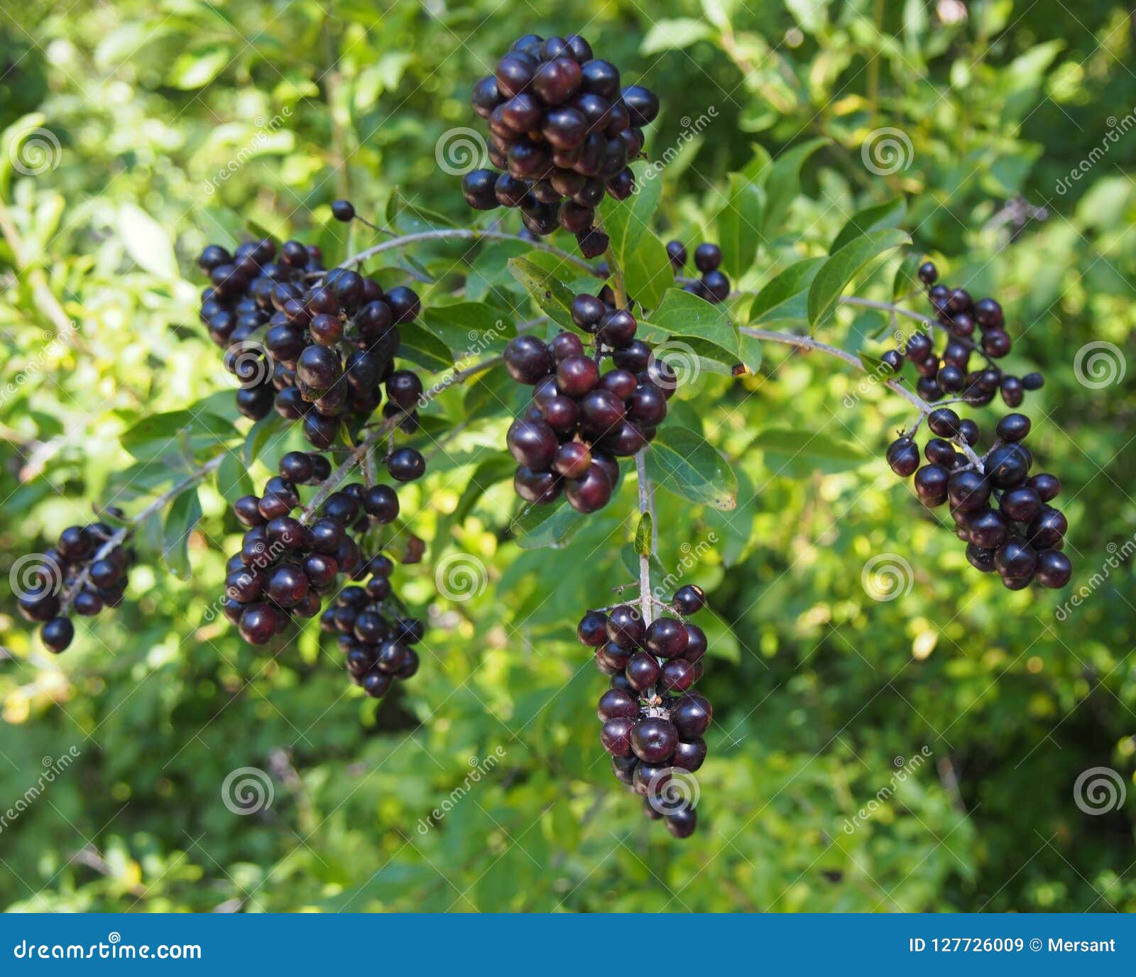 Some thicket creeper stock image. Image of thicket, blossom - 127726009