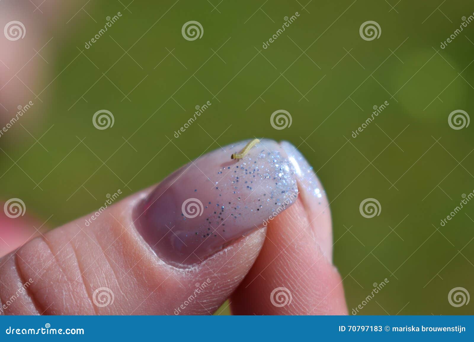 Some tiny caterpillar stock image. Image of tiny, caterpillar - 70797183