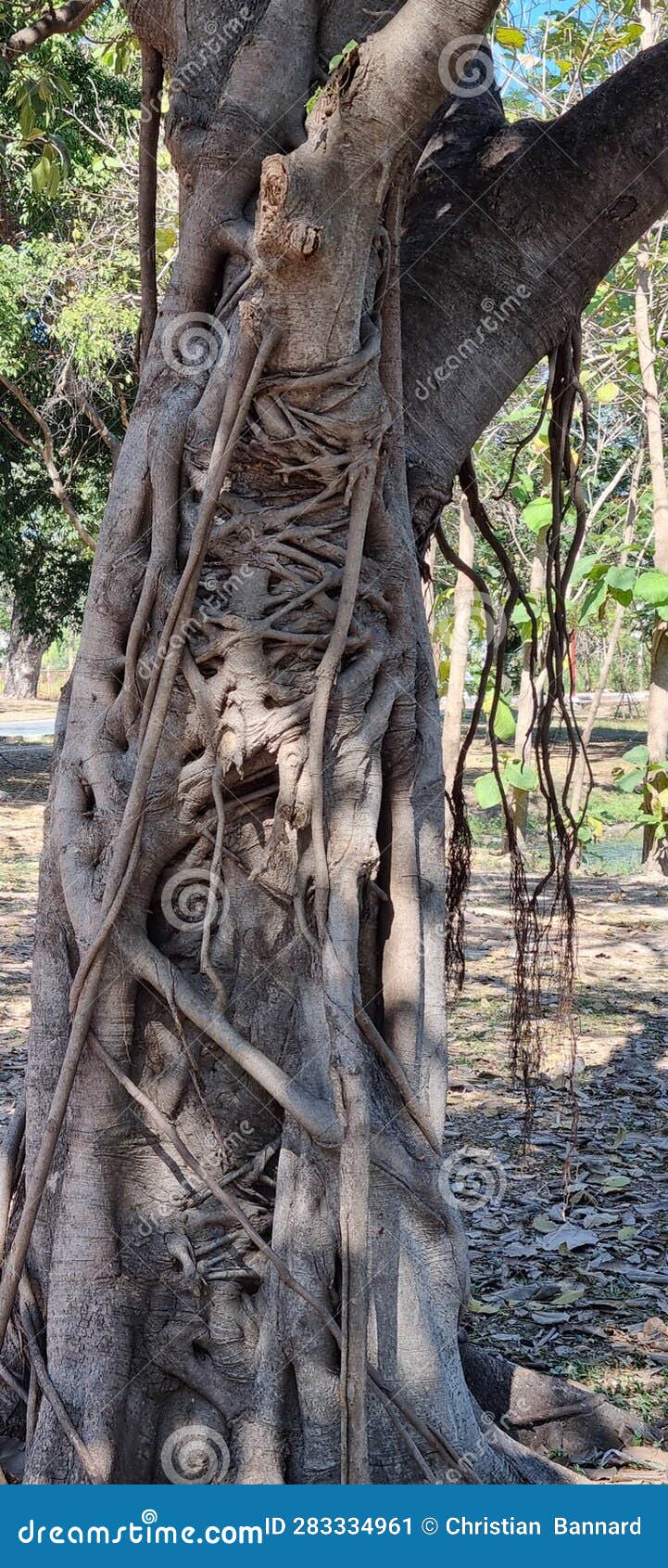 Some of these Trees Around the Temple Complexes in Thailand are Truly ...