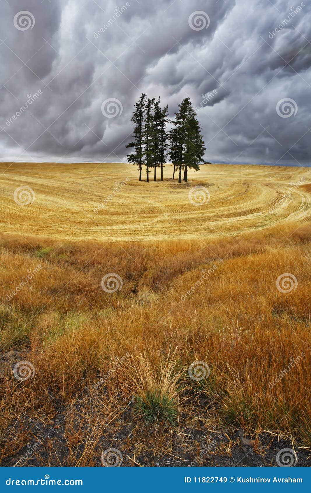 Some trees in fields stock image. Image of plant, farm - 11822749