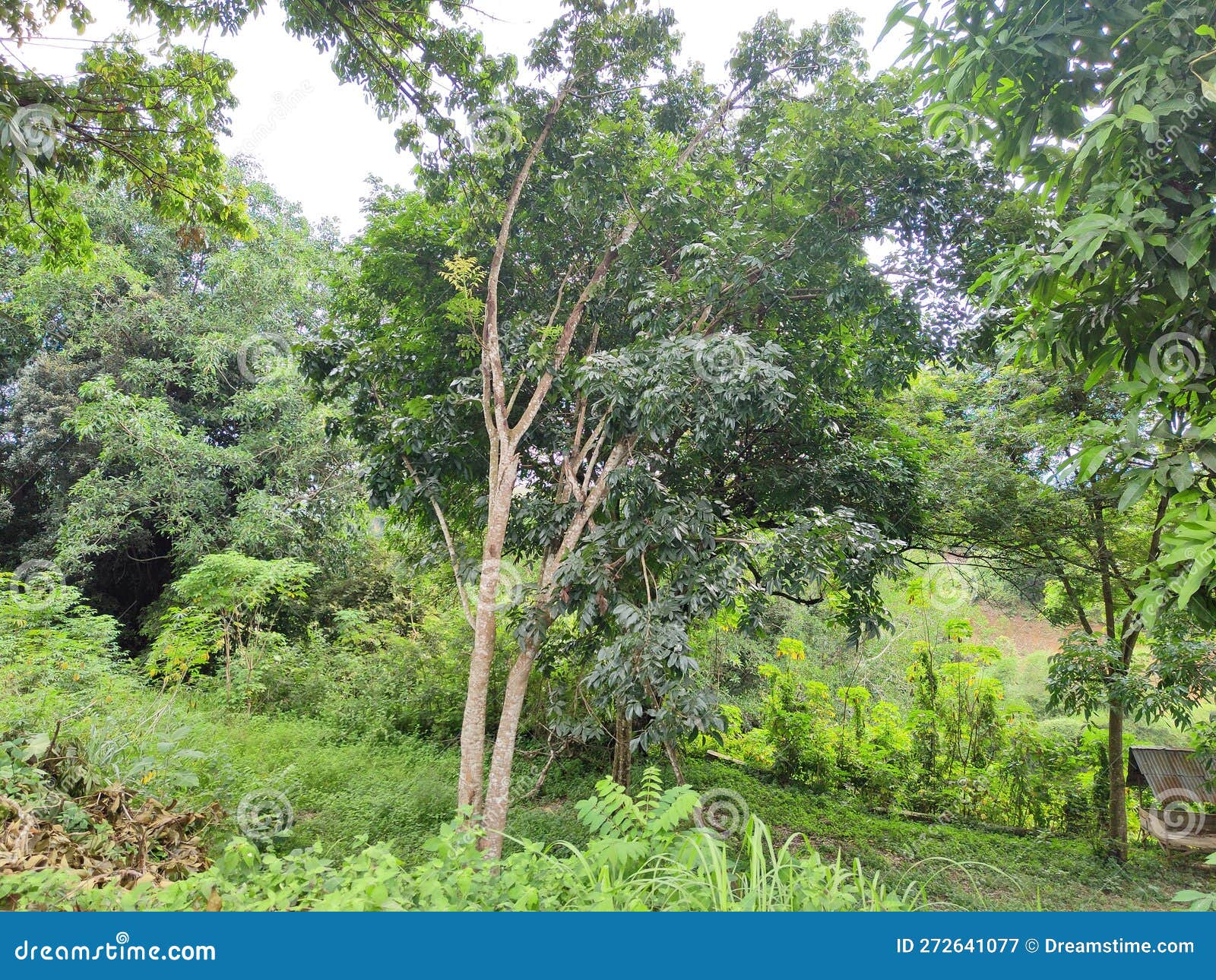 Some Trees in the Forests of Sumatra, Indonesia Stock Image - Image of ...
