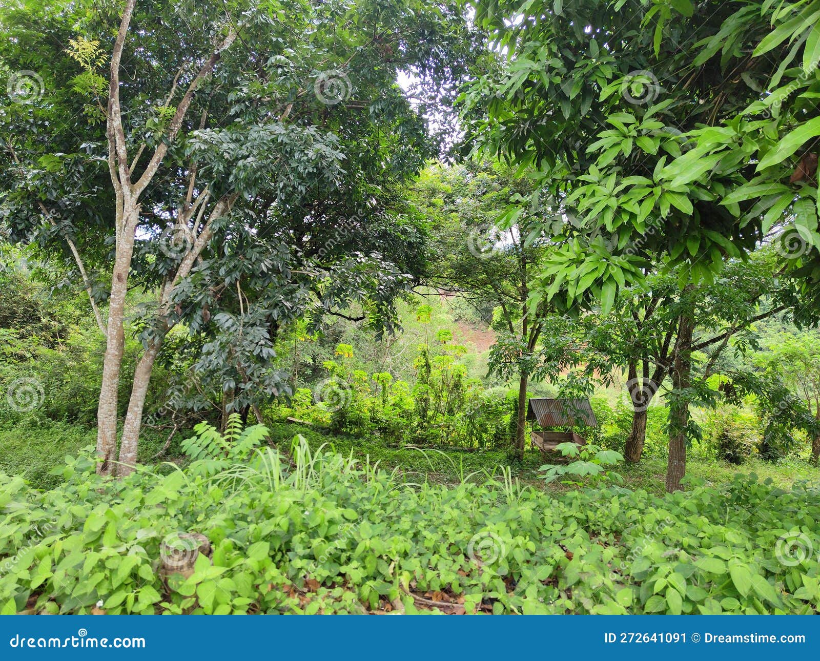 Some Trees in the Forests of Sumatra, Indonesia Stock Image - Image of ...