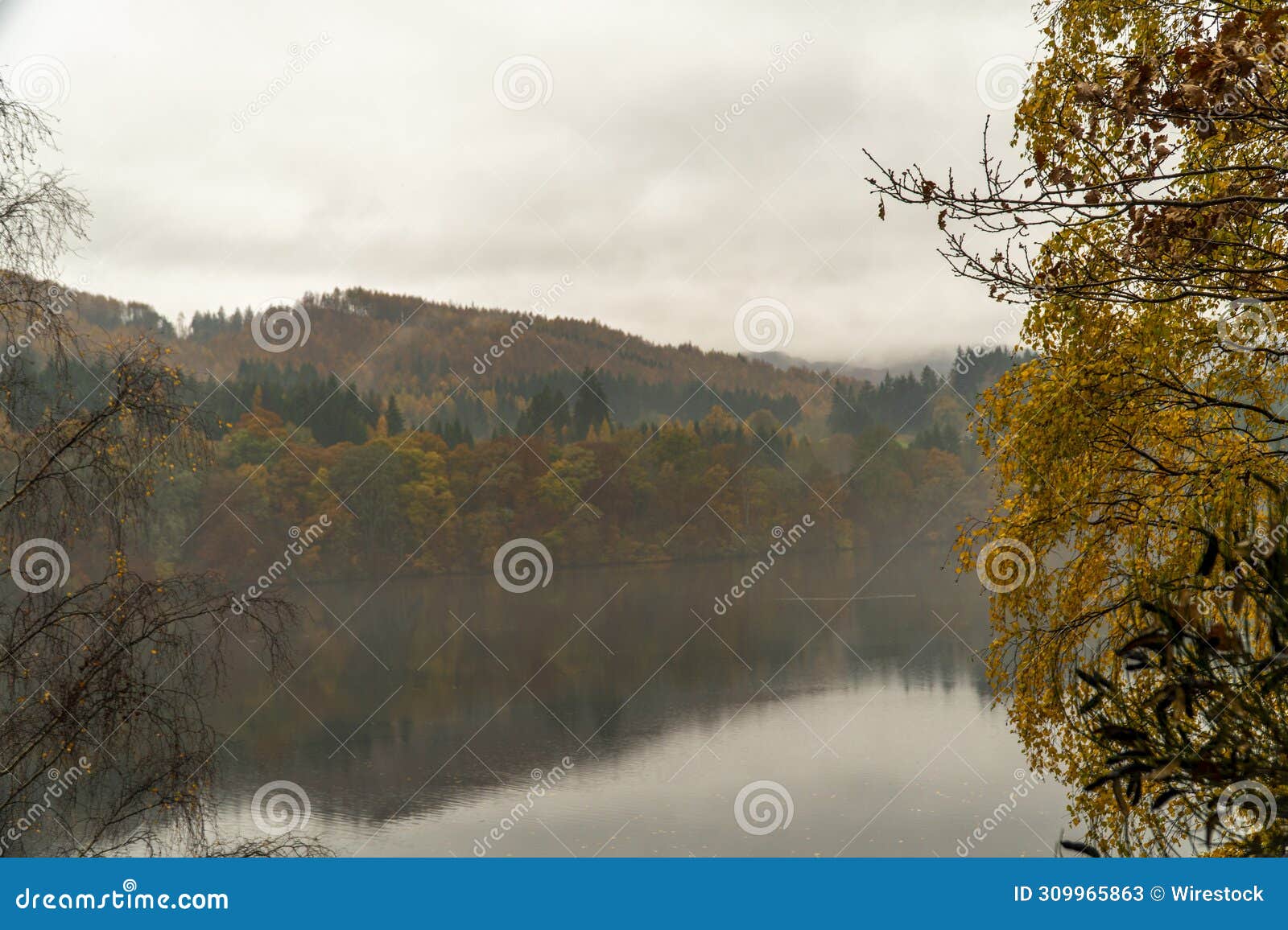 Trees Next To Water in a Lush Forest Setting Stock Image - Image of ...