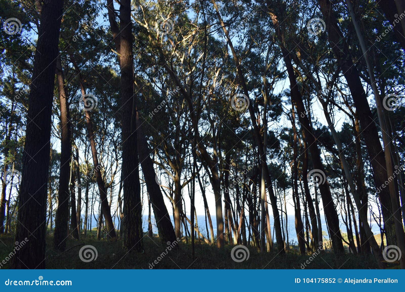 A bunch of trees stock photo. Image of bunch, north - 104175852