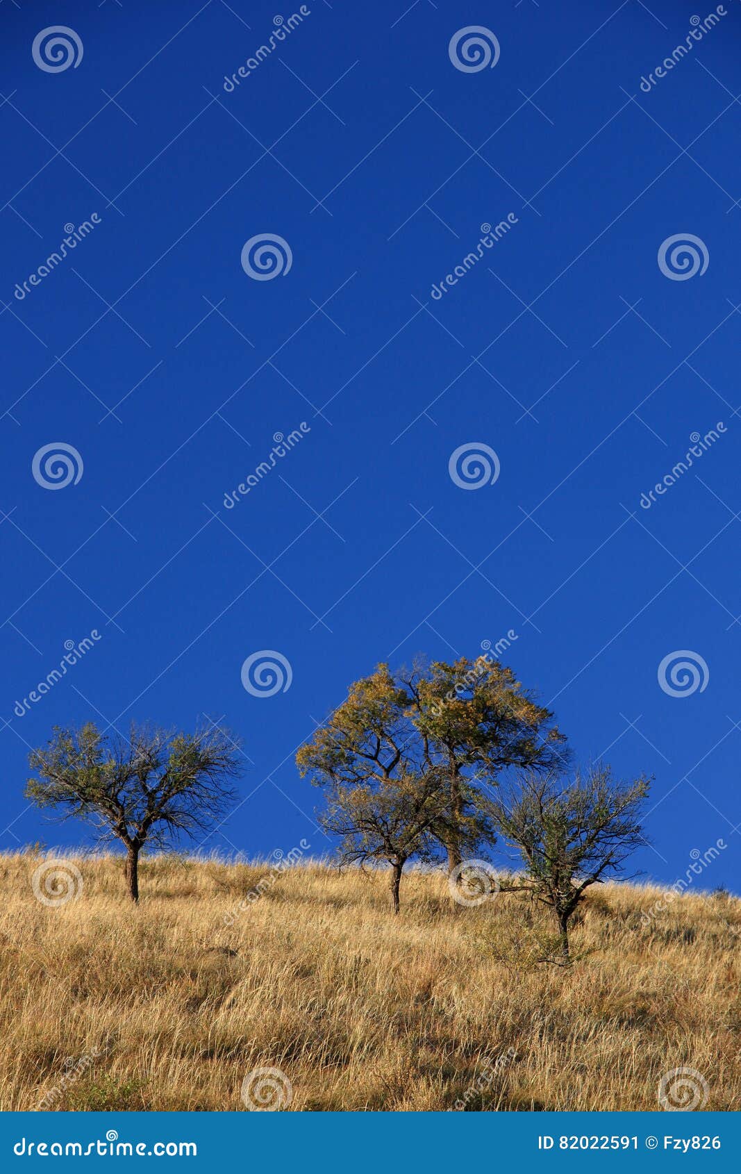 Some Trees Standing on the Grassland Stock Image - Image of clean ...