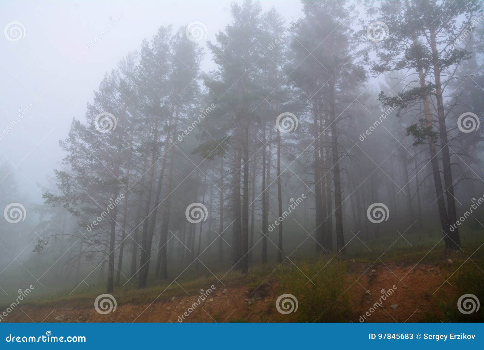 Some Trees Surrounded by Fog at Sunrise. Stock Image - Image of autumn ...