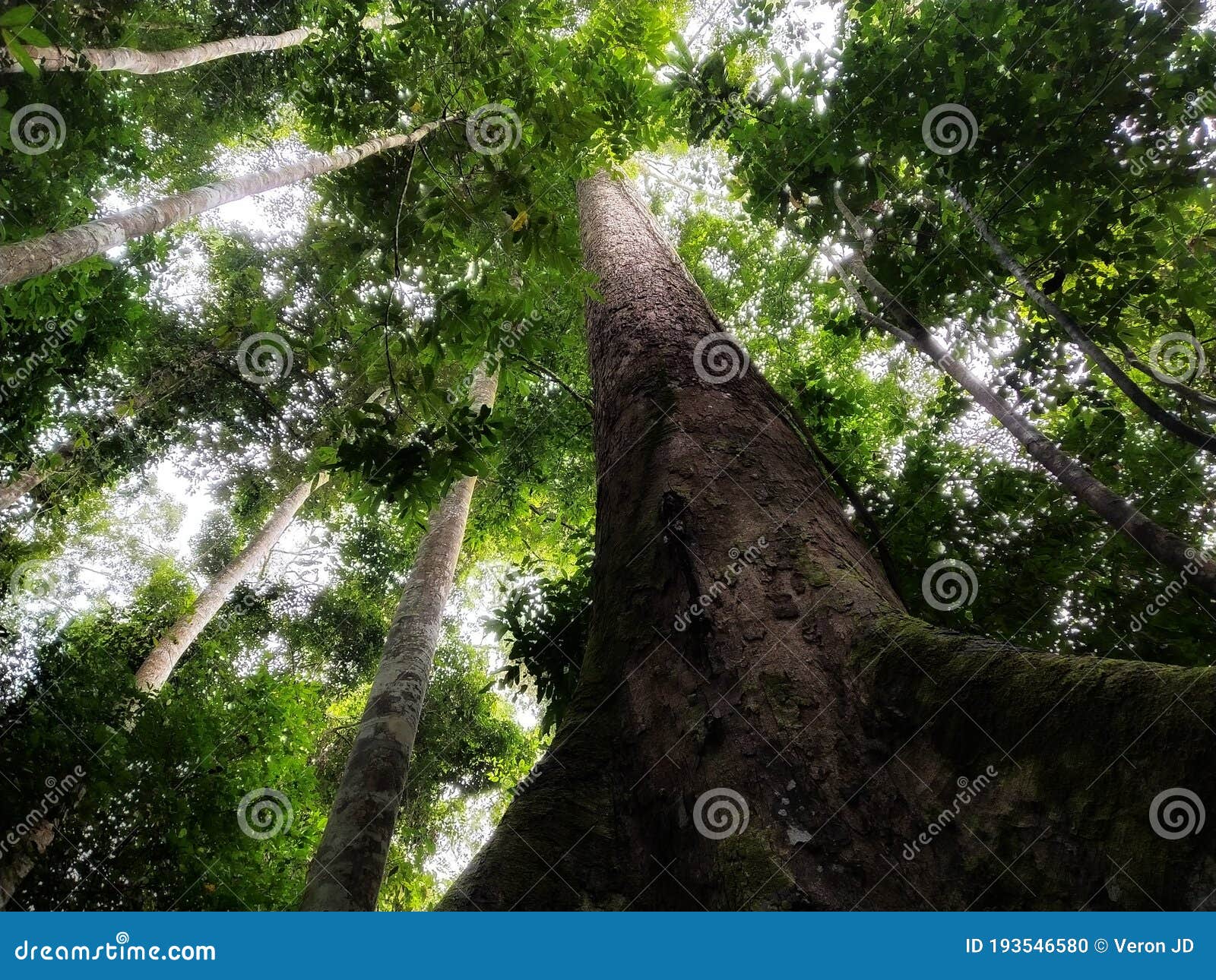 Some of the Tropical Tallest Tree in the World Stock Photo - Image of ...