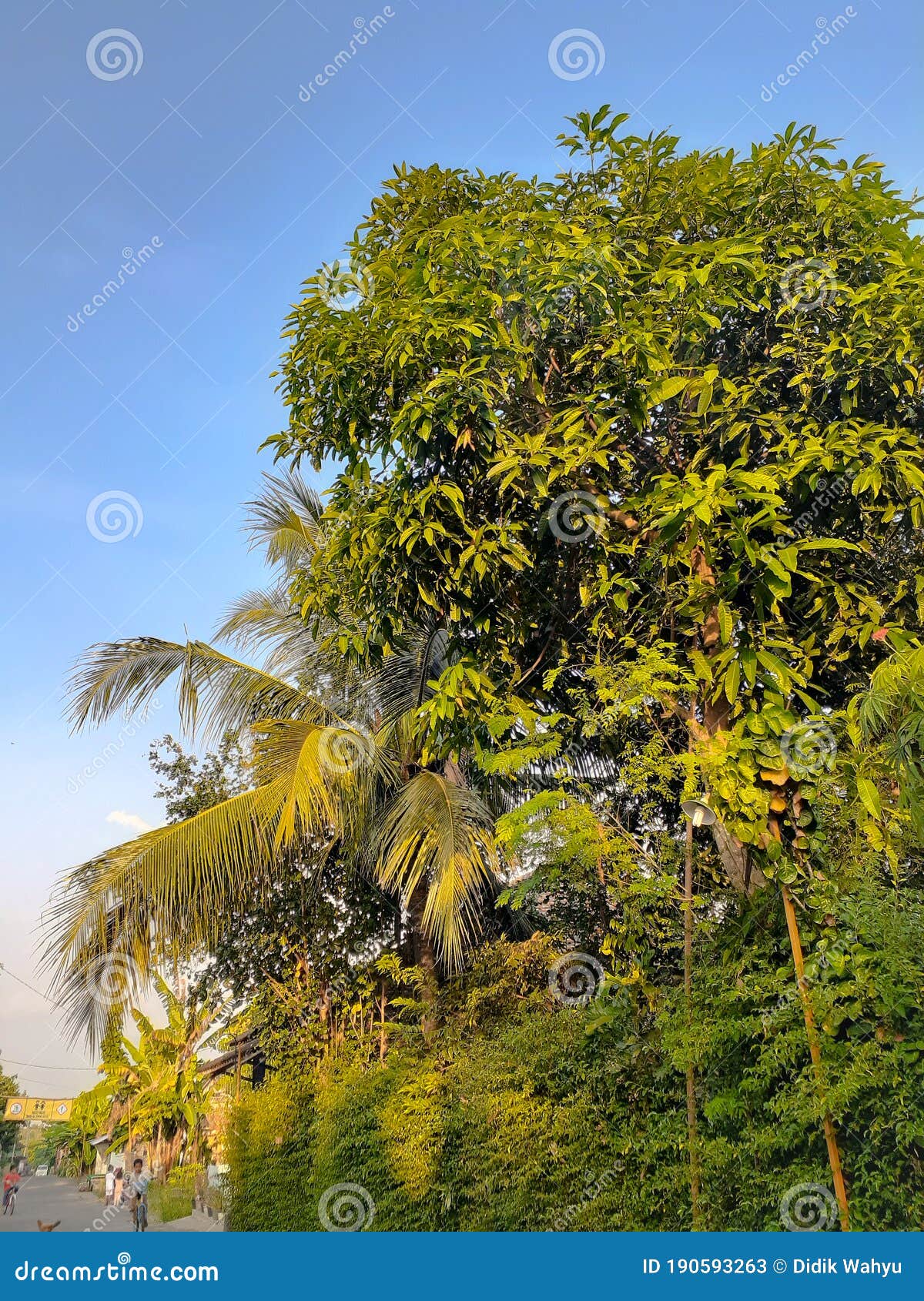 Trees By The Roadside Stock Photography | CartoonDealer.com #116276882