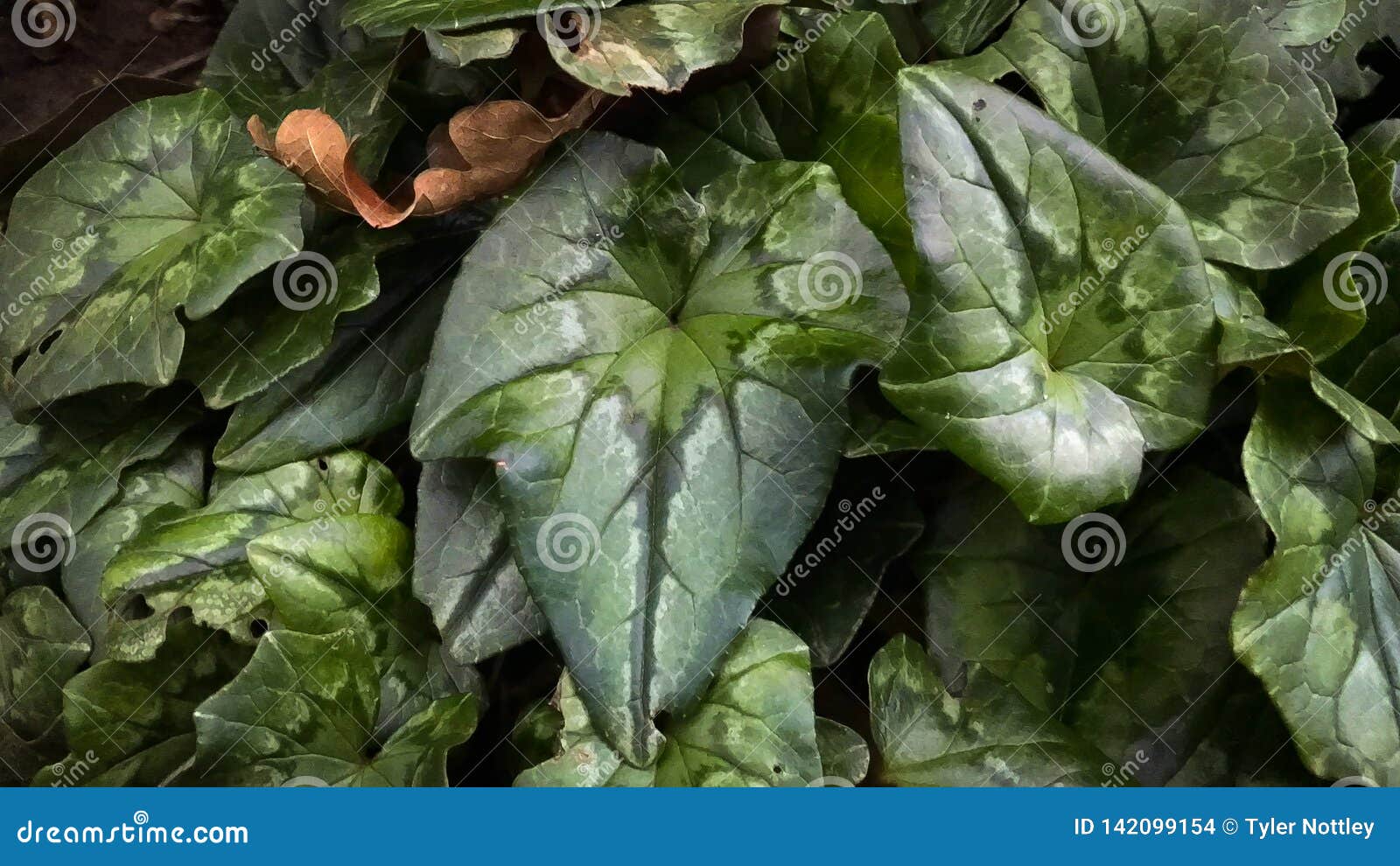 Unique Leaf Patterns stock photo. Image of unique, leaf - 142099154