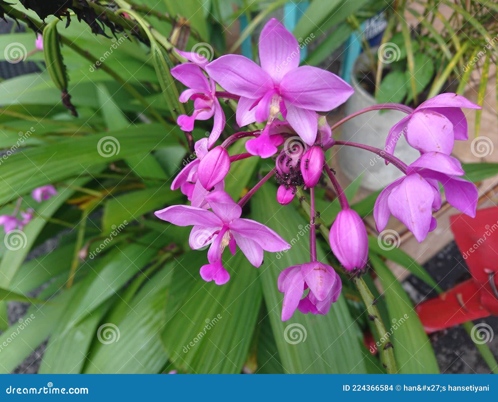 Usual Purple Orchid Flowers Stock Photos - Free & Royalty-Free Stock ...