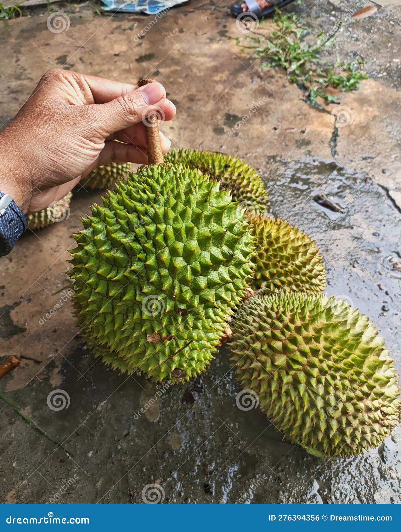 Durians On The Tree Stock Photography | CartoonDealer.com #254939972