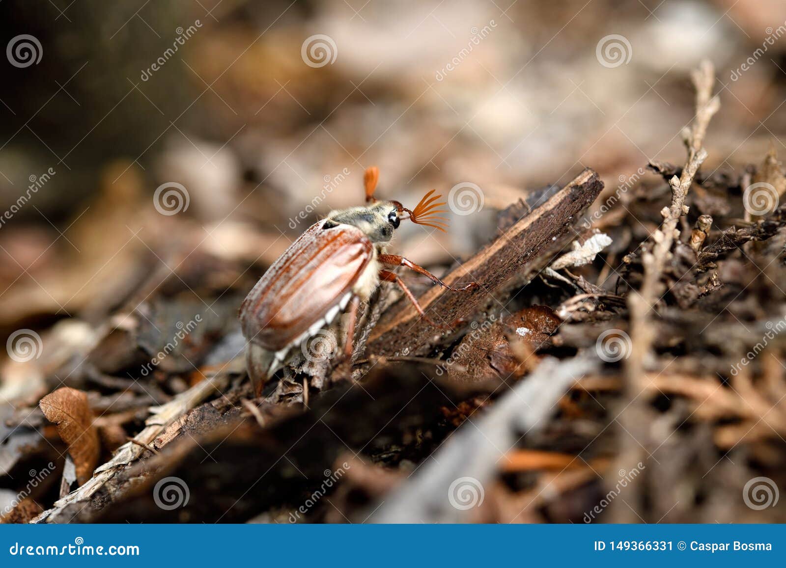 A Some What Sad Looking May Bug is Looking for Shelter Stock Image ...