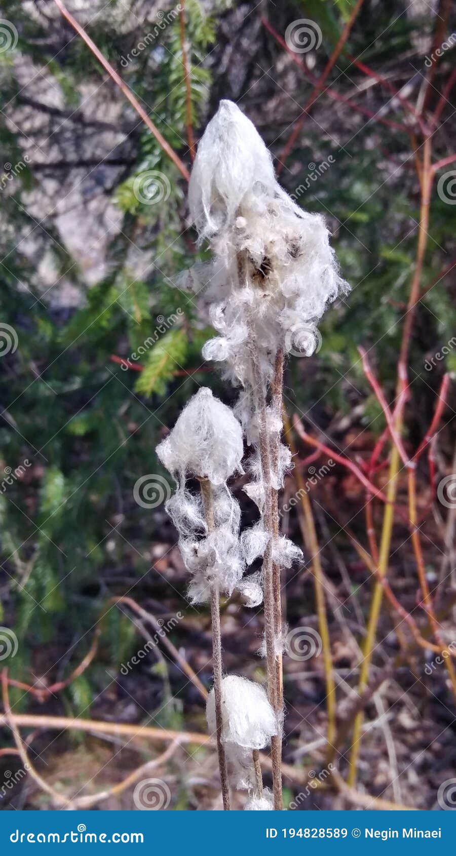 A Some White Fluffy Cotton Like Things on Tree Branches Stock Image ...