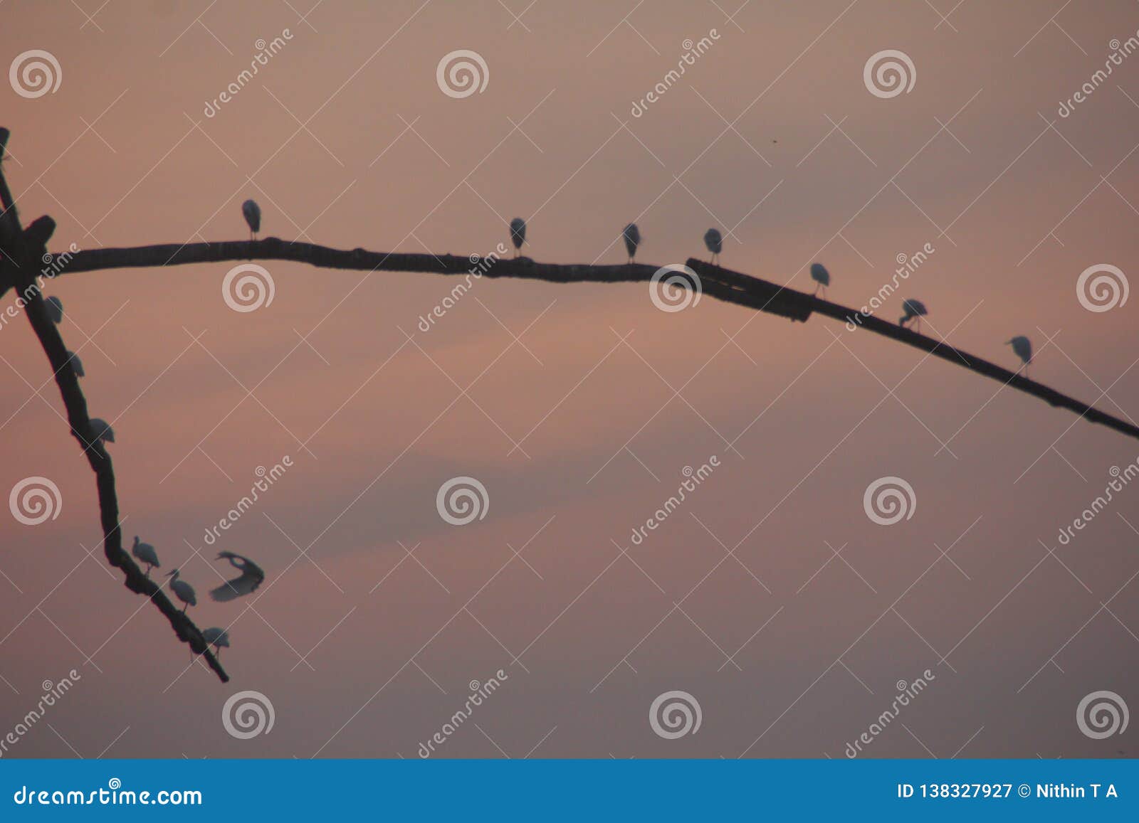Padding Birds Taking Rest on a Branch Stock Image - Image of branch ...