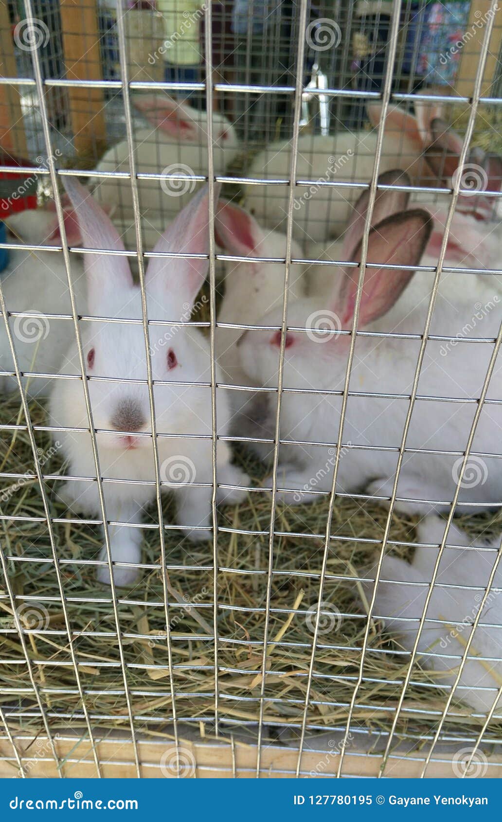 Some White Rabbits in the Cage Stock Image - Image of small, rabbits ...