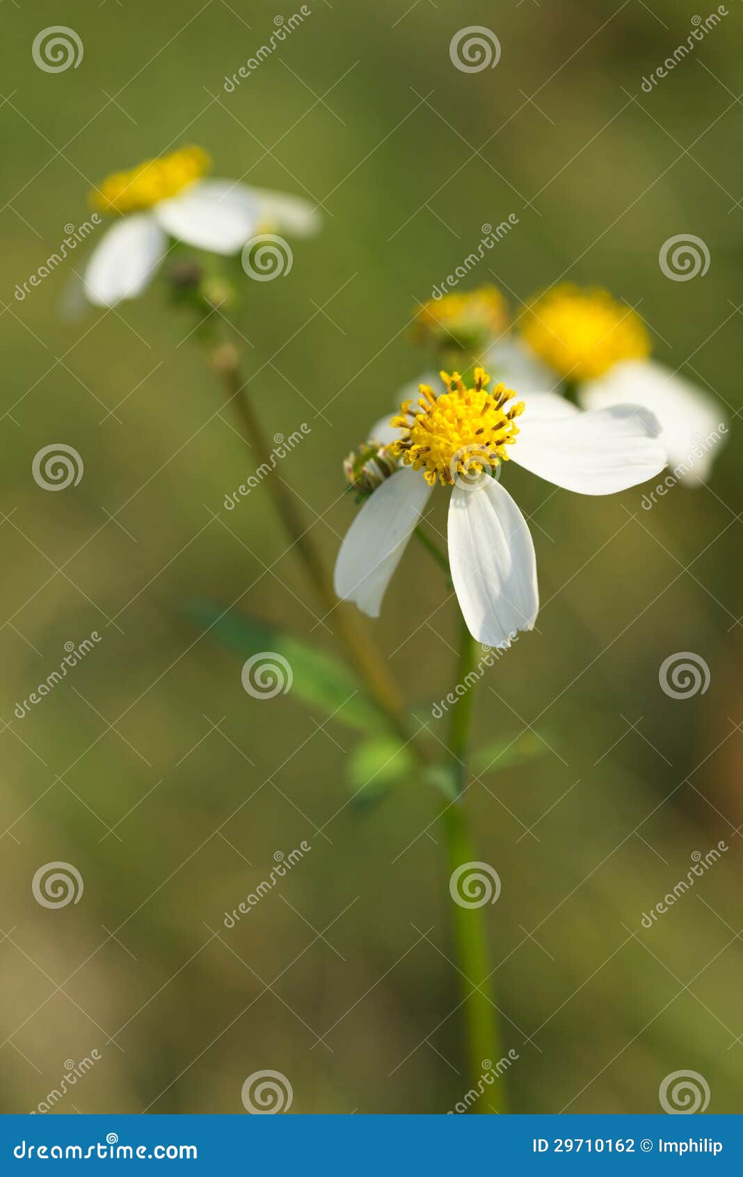 Trilobata wedelia stock photo. Image of beauty, environment - 29710162
