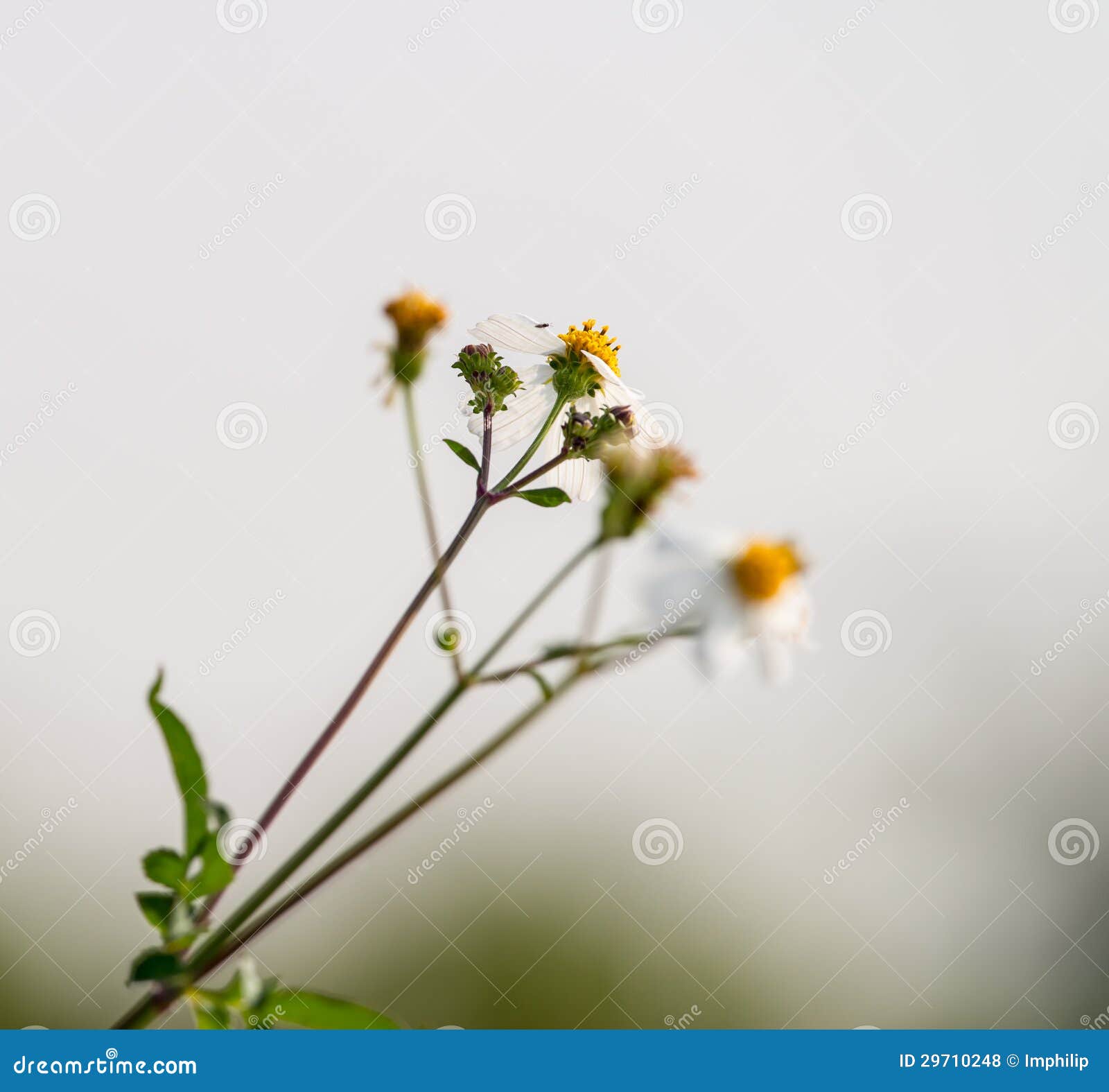 Trilobata wedelia stock photo. Image of beautiful, field - 29710248