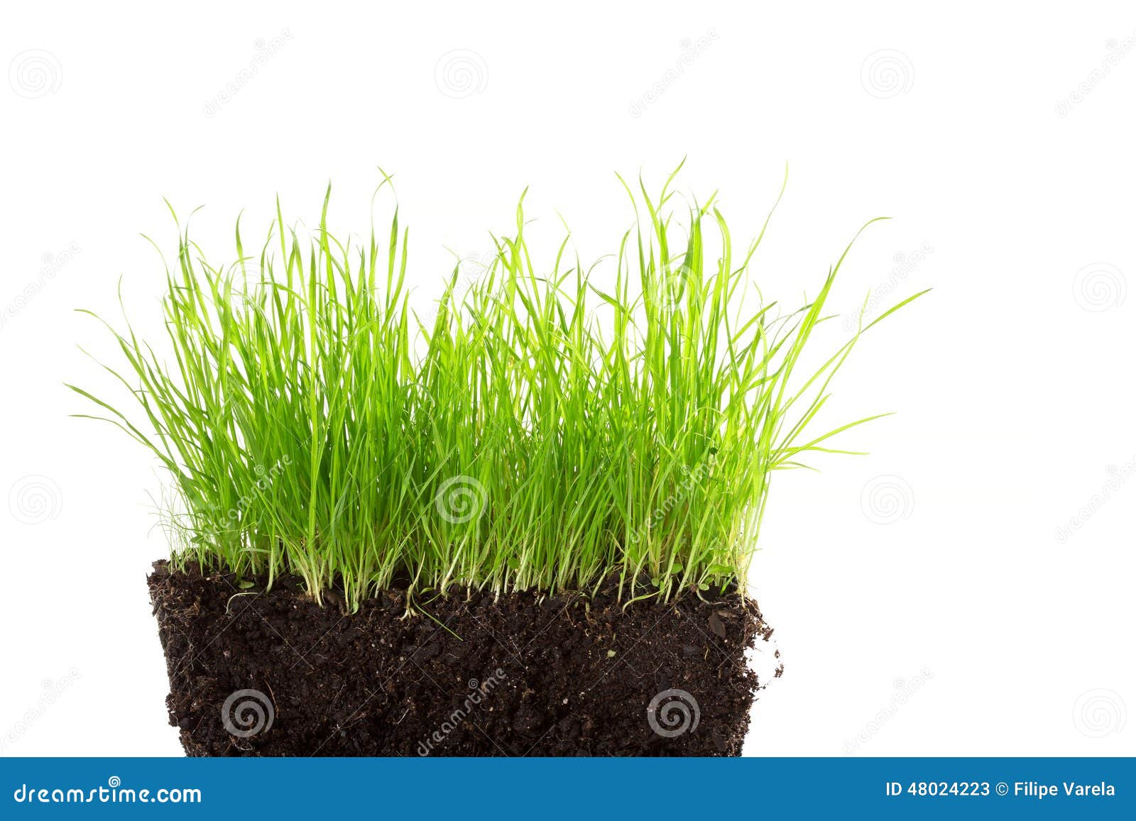 Some Wild Grass in Soil Isolated on White Stock Image - Image of blank ...
