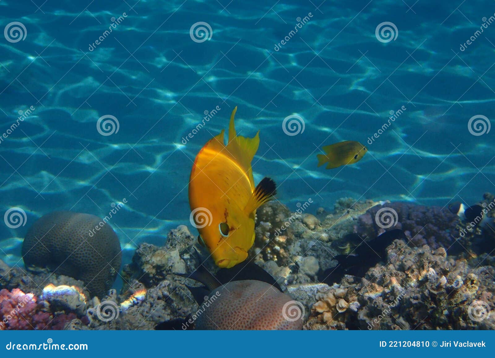 Some yellow coral fish stock photo. Image of background - 221204810
