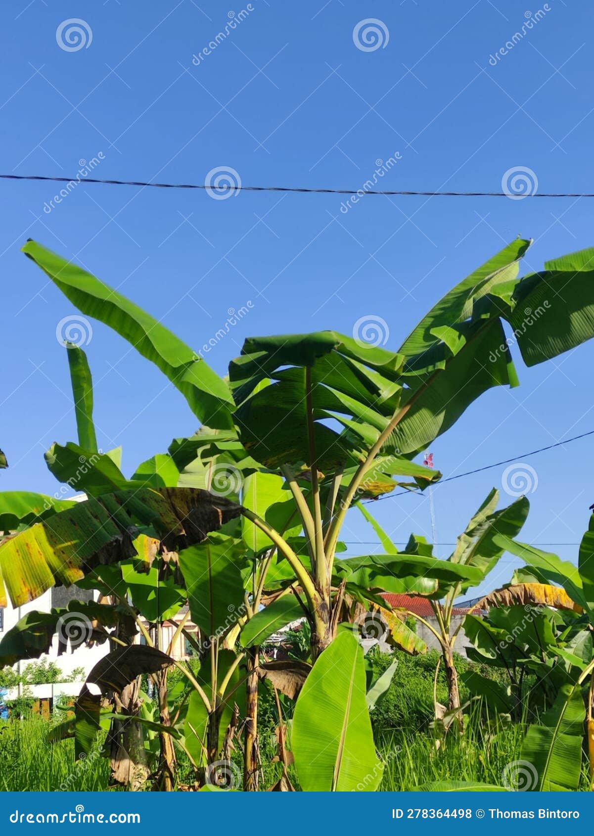 Some Young Banana Trees in the Garden in Front of the House Stock Photo ...