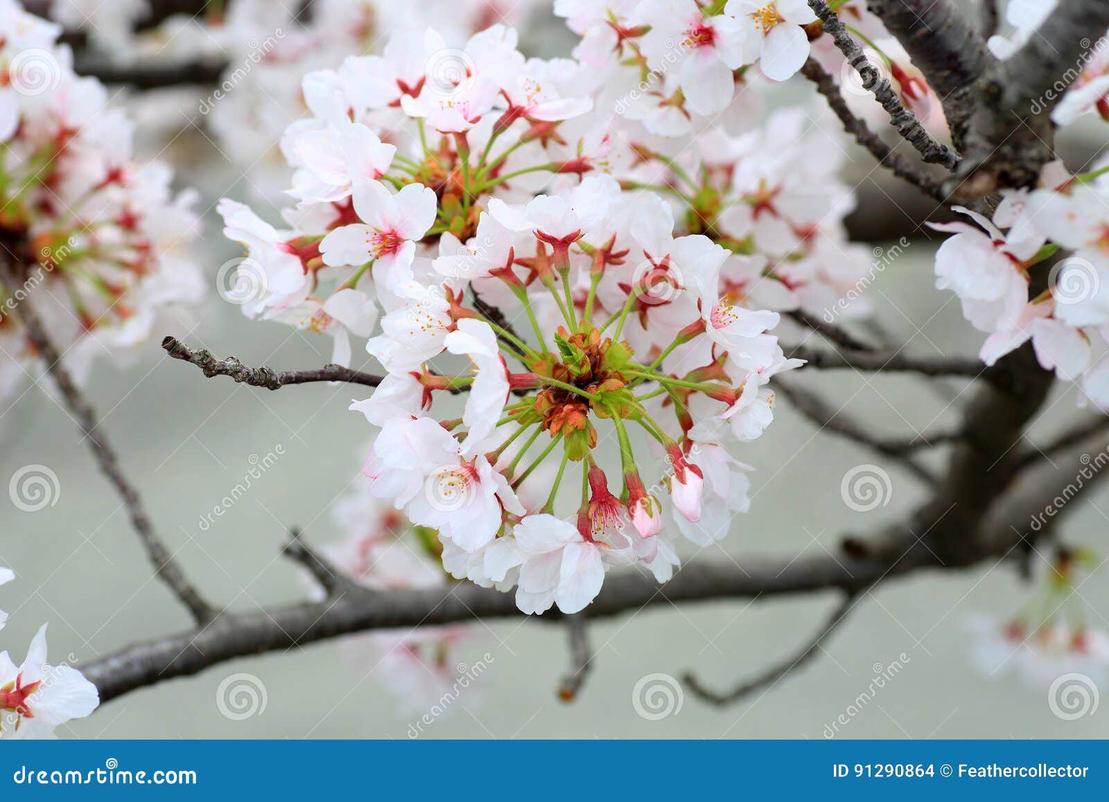 Somei-yoshino stock photo. Image of japanese, someiyoshino - 91290864