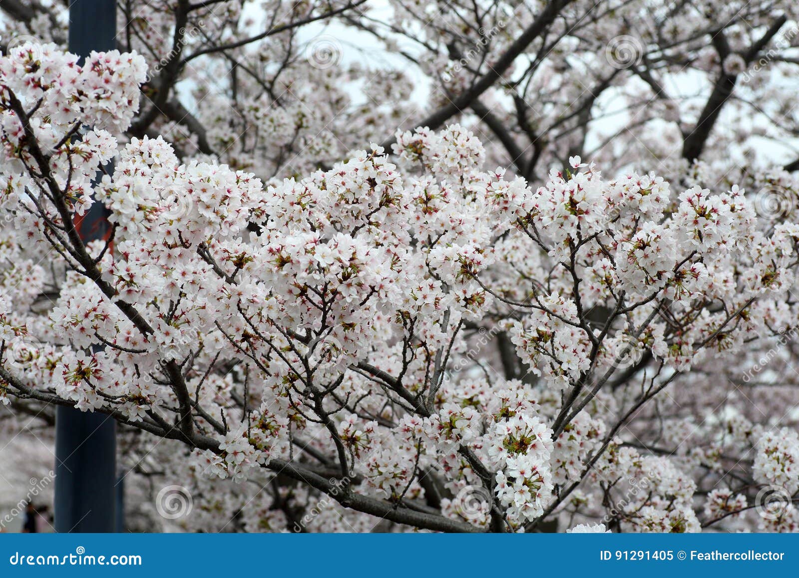 Somei-yoshino stock image. Image of natural, flower, someiyoshino ...
