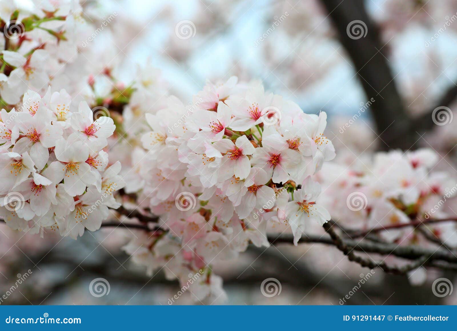 Someiyoshino Somei-Yoshino Cherry Blossom At Daigoji Temple Daigo-ji In ...
