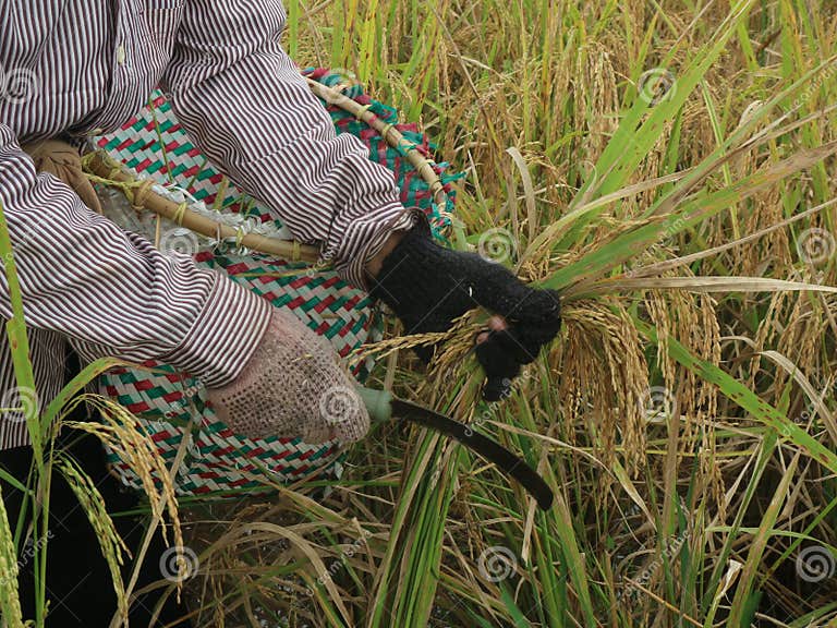 Someone is Harvesting Rice Using a Sickle Stock Photo - Image of ...