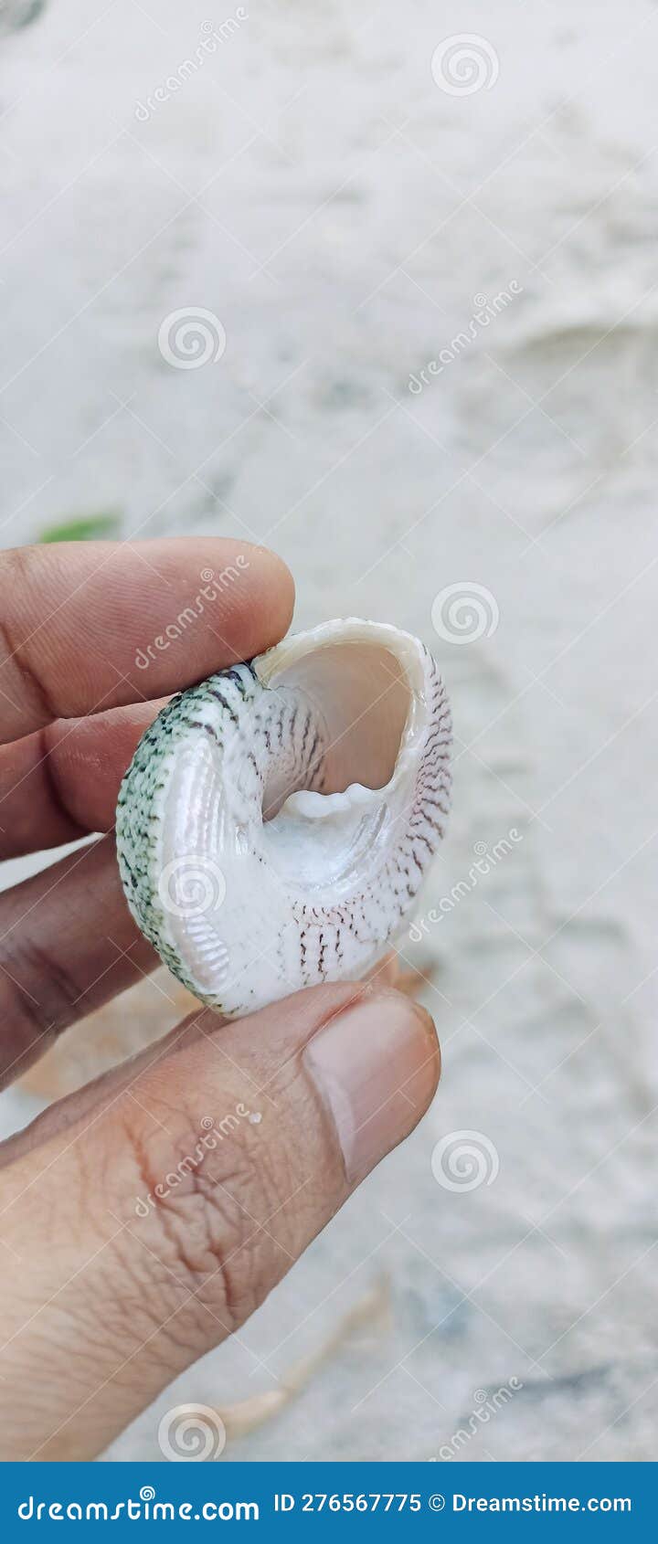 Someone Holding a Conch Shell on the Beach Stock Image - Image of beach ...