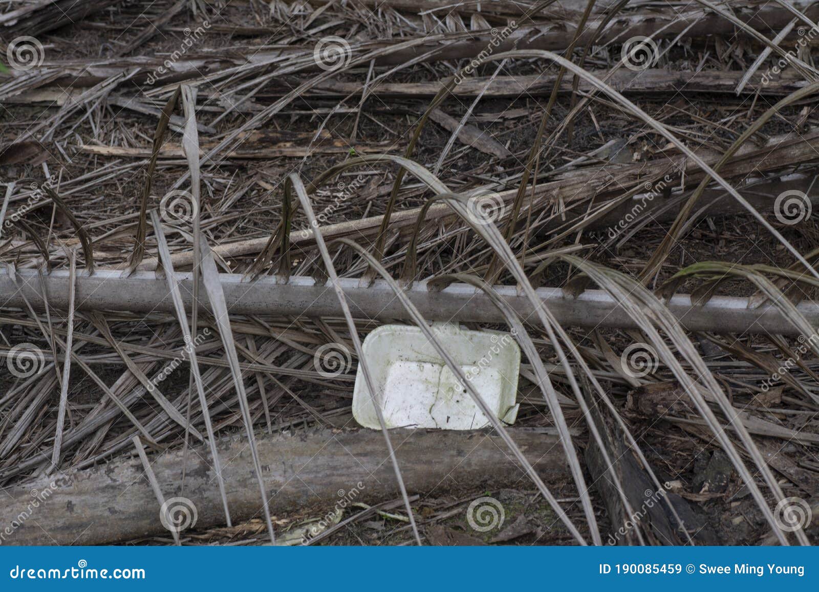 Disposed Dirty Polystyrene Box the Breeding on the Ground for Mosquito ...
