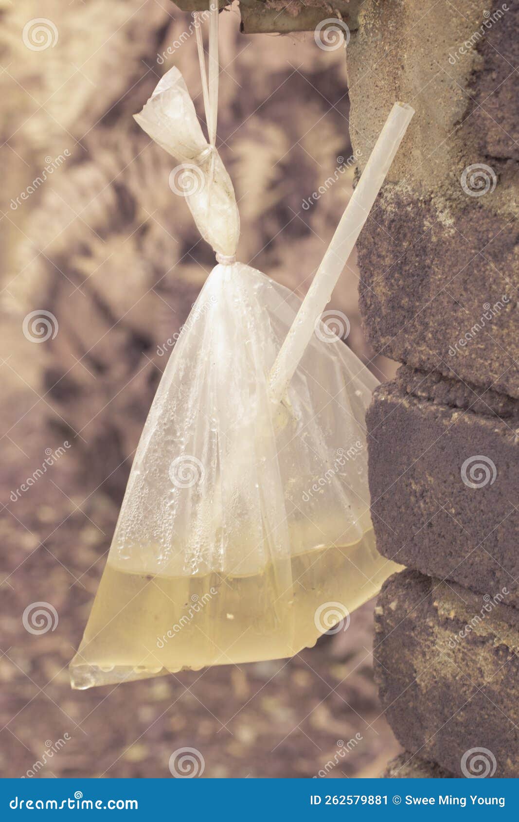 Someone Left a Hanging Plastic Drink Bag at the Farm. Stock Image ...