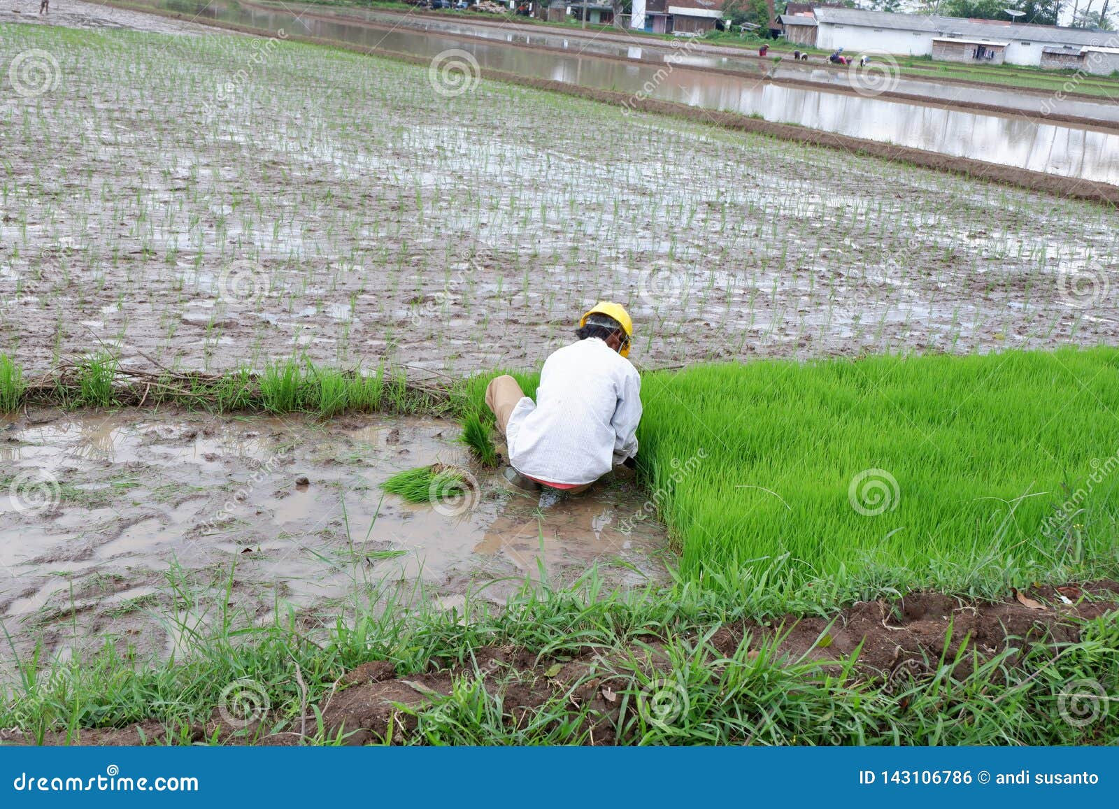 Someone is Planting Rice in the Fields Editorial Photo - Image of food ...