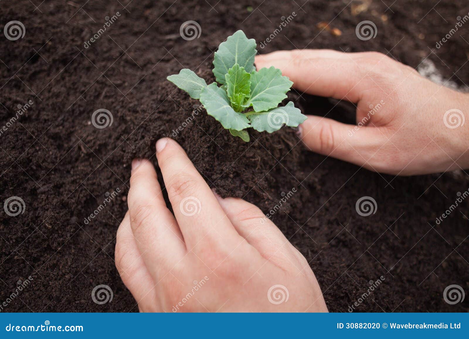 Someone is Planting a Shrub Stock Photo - Image of plant, care: 30882020