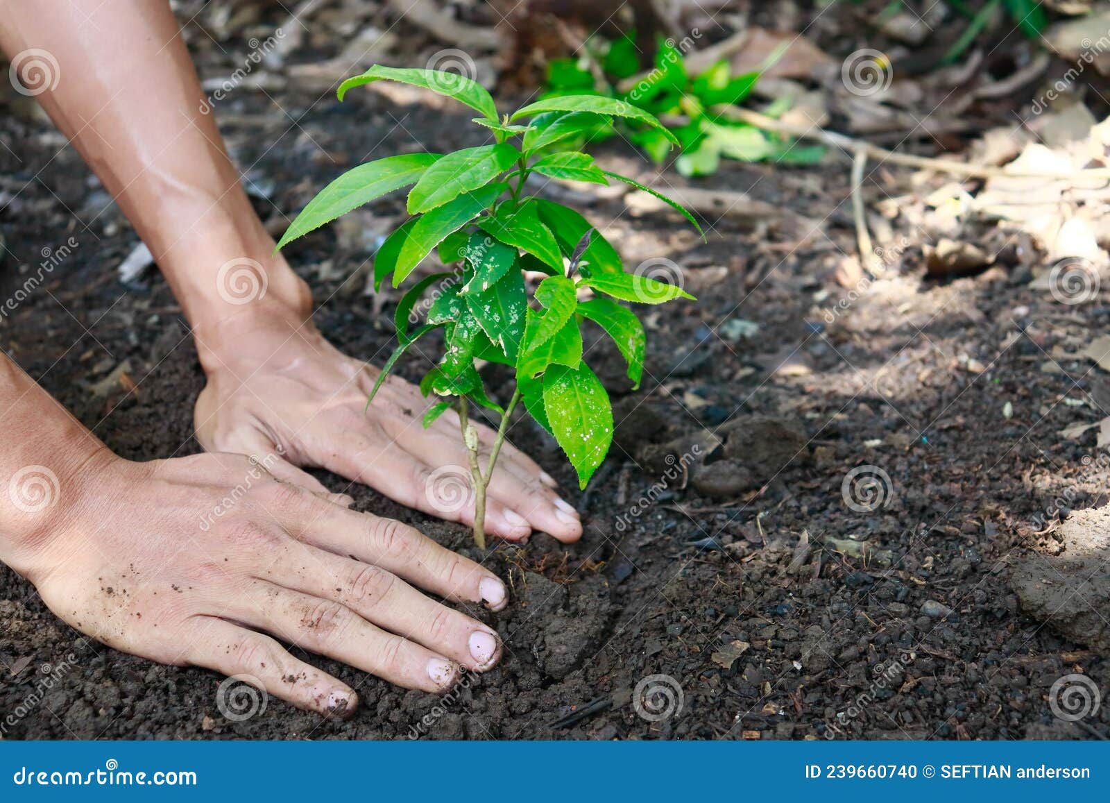 Someone is Planting a Tree Seed in the Ground Stock Photo - Image of ...