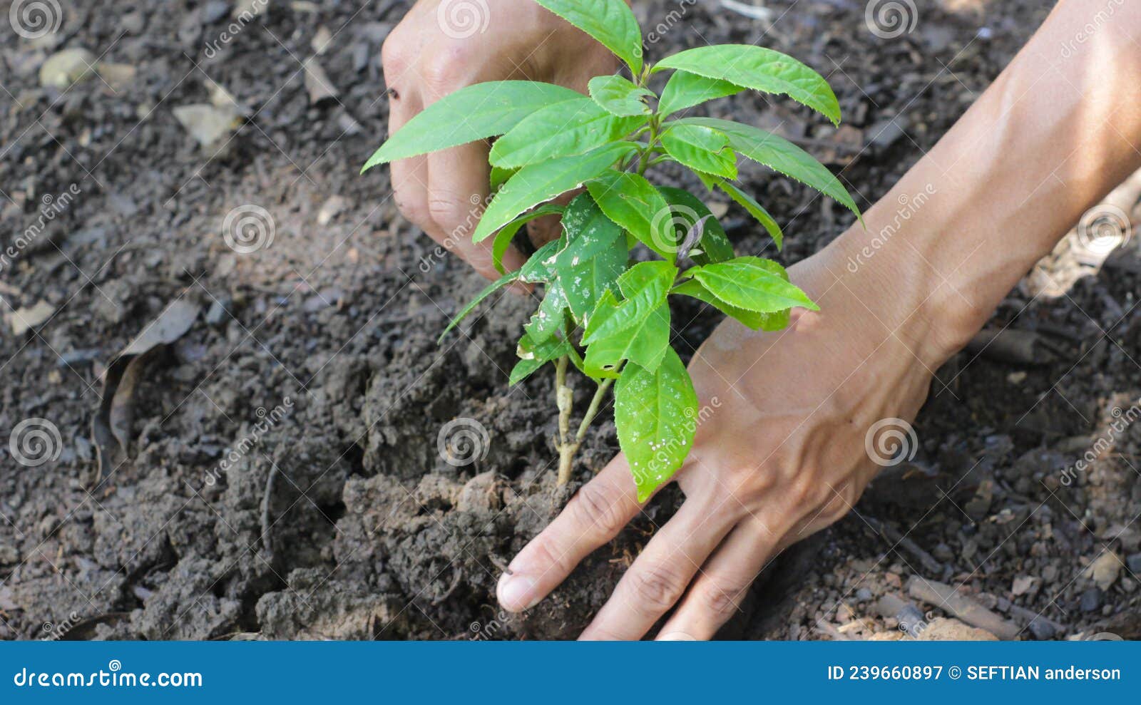 Someone is Planting a Tree Seed in the Ground Stock Image - Image of ...