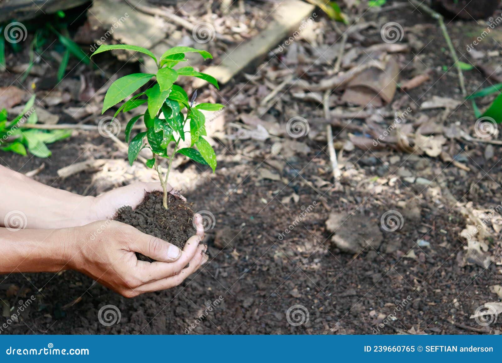 Someone is Planting a Tree Seed in the Ground Stock Image - Image of ...