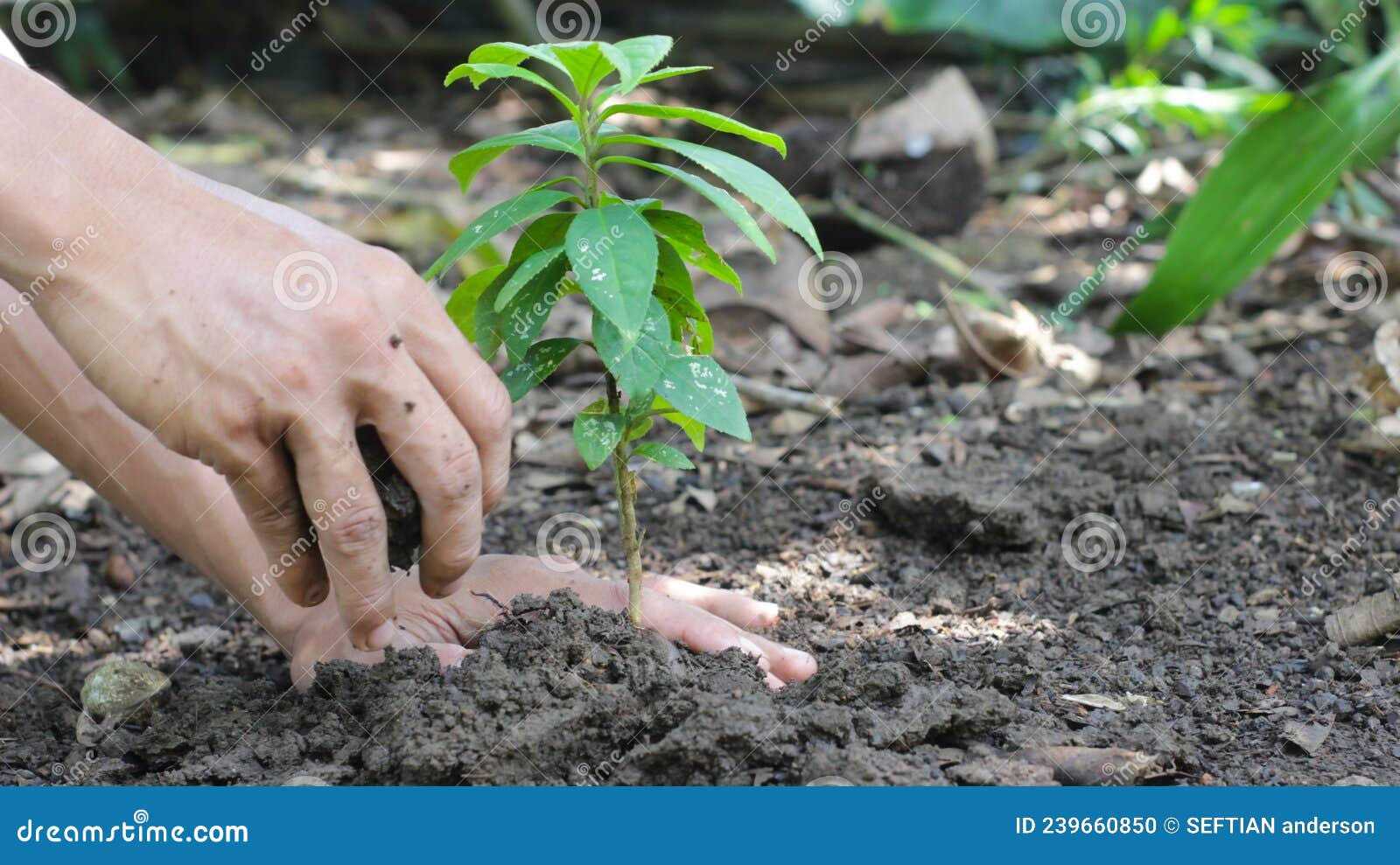 Someone is Planting a Tree Seed in the Ground Stock Photo - Image of ...