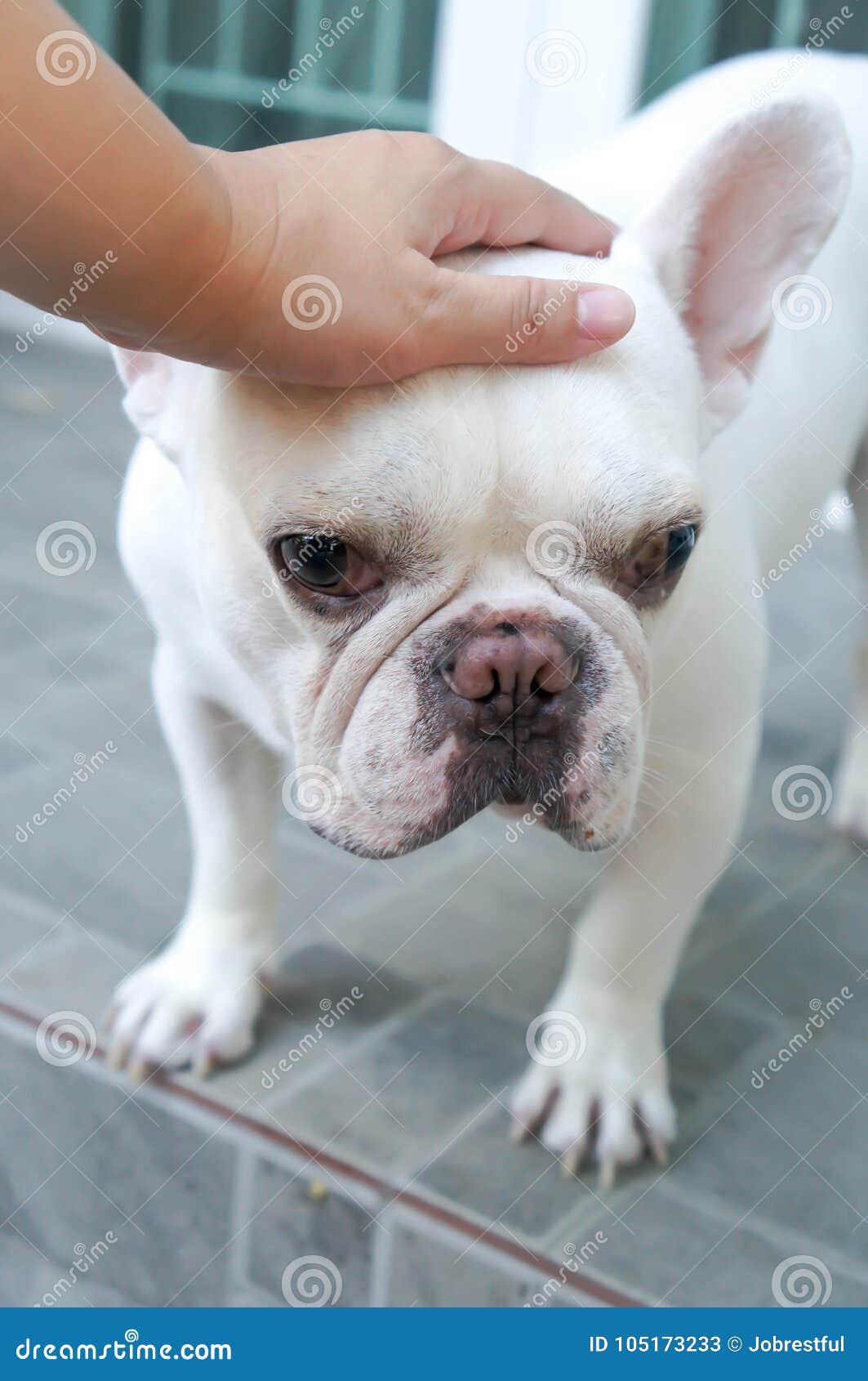 Someone is touching a dog stock image. Image of terrace - 105173233