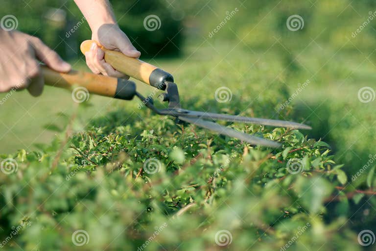 Someone trimming bushes stock image. Image of plant, stem - 5180367