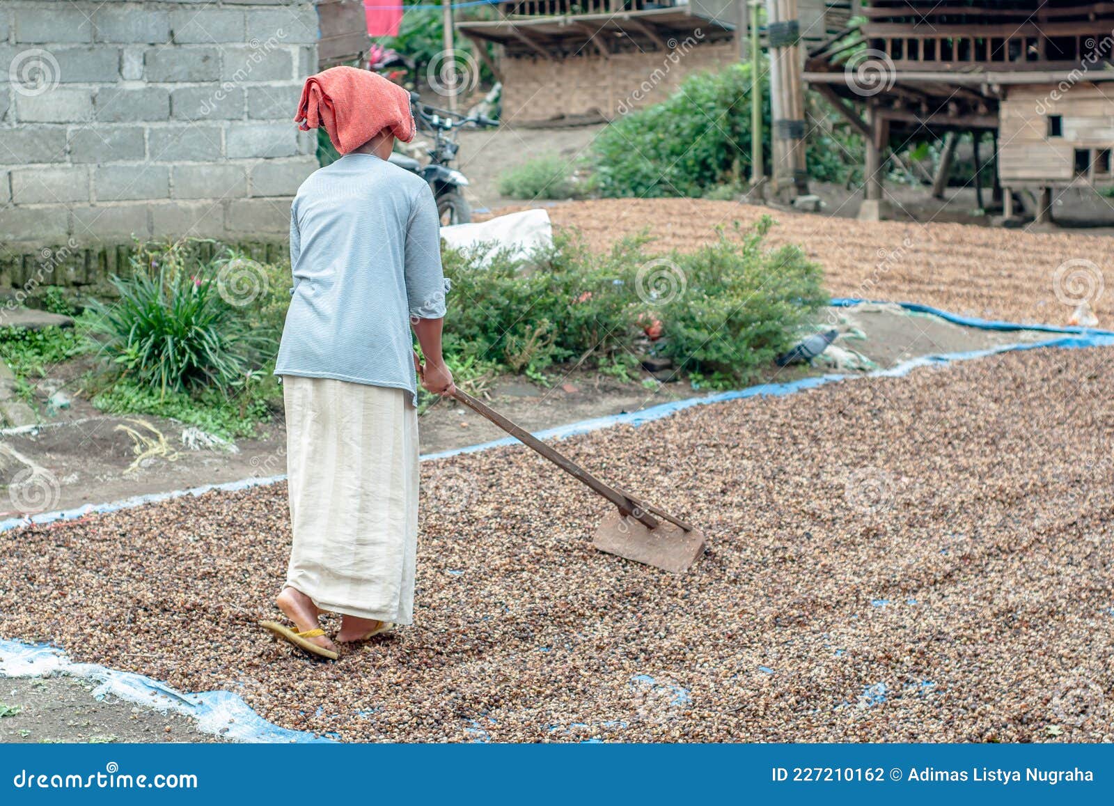 Someone Who is Doing the Traditional Drying Process of Coffee Bean ...