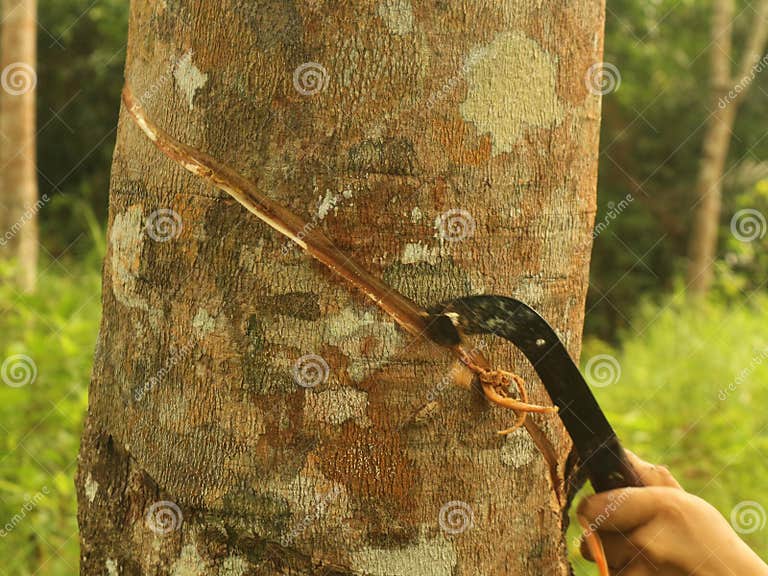 Someone is Working on Rubber Tapping Stock Image - Image of garden ...