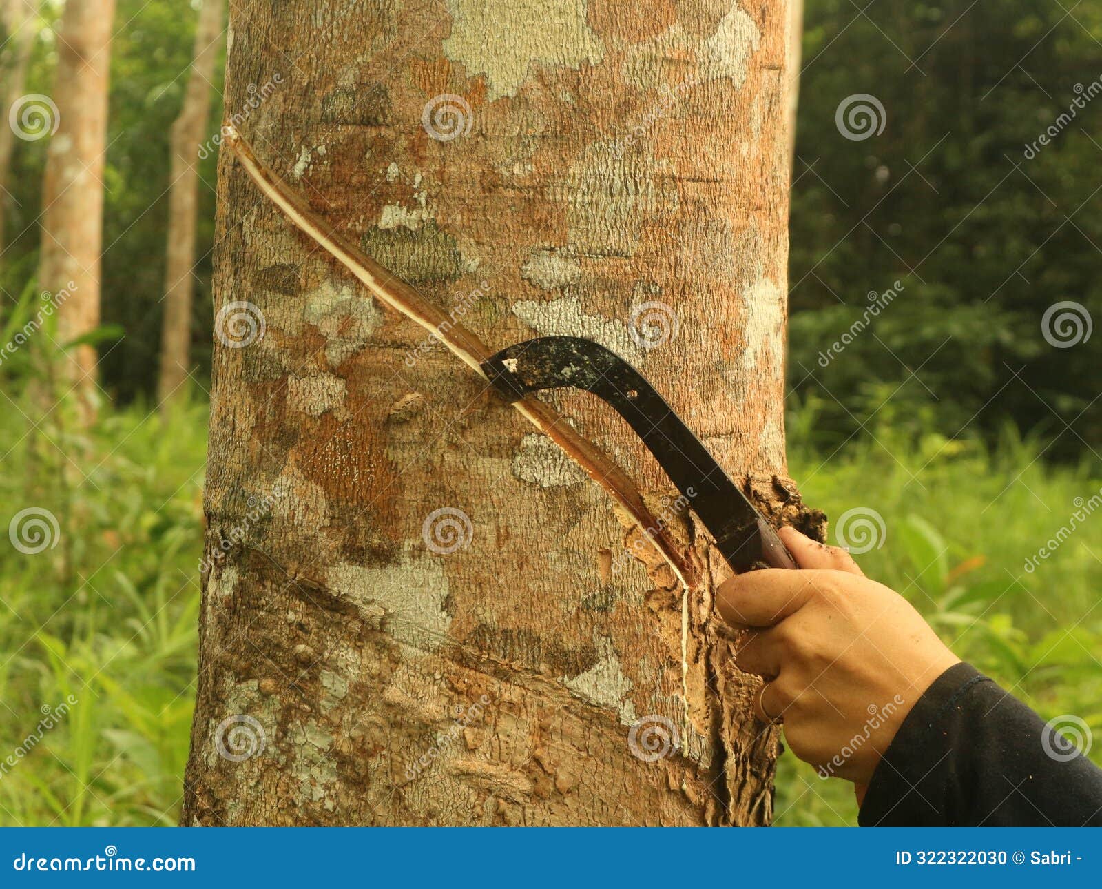 Someone is Working on Rubber Tapping Stock Photo - Image of soil, crop ...
