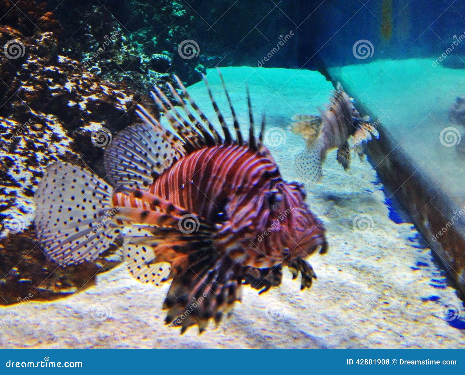 Something fishy stock photo. Image of fish, spotted, striped - 42801908